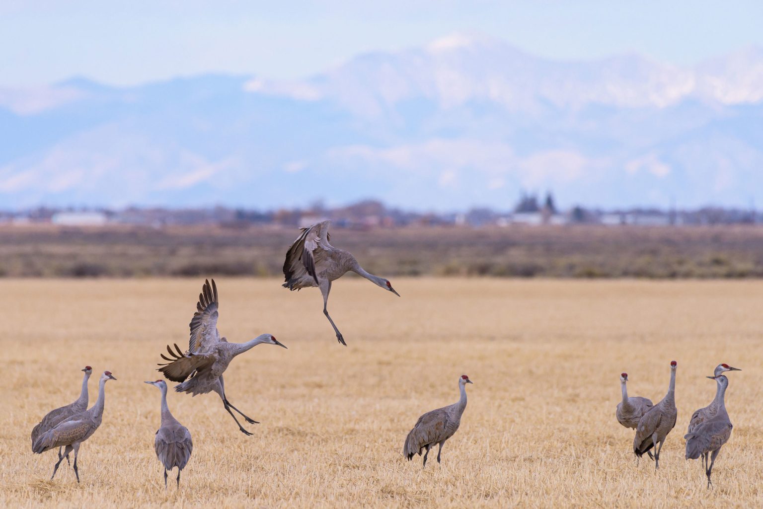 Sandhill Crane Hunting: Identification, Gear, and Tactics - Wide Open ...