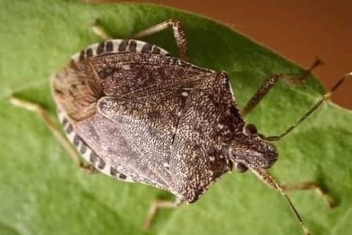 Stink Bugs: What They Are and How to Get Rid of Them - Wide Open Spaces