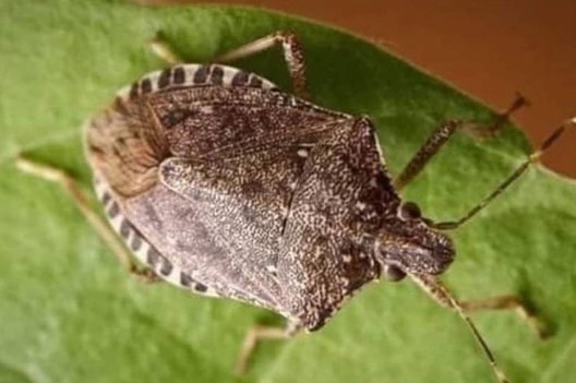 Stink Bugs: What They Are and How to Get Rid of Them - Wide Open Spaces