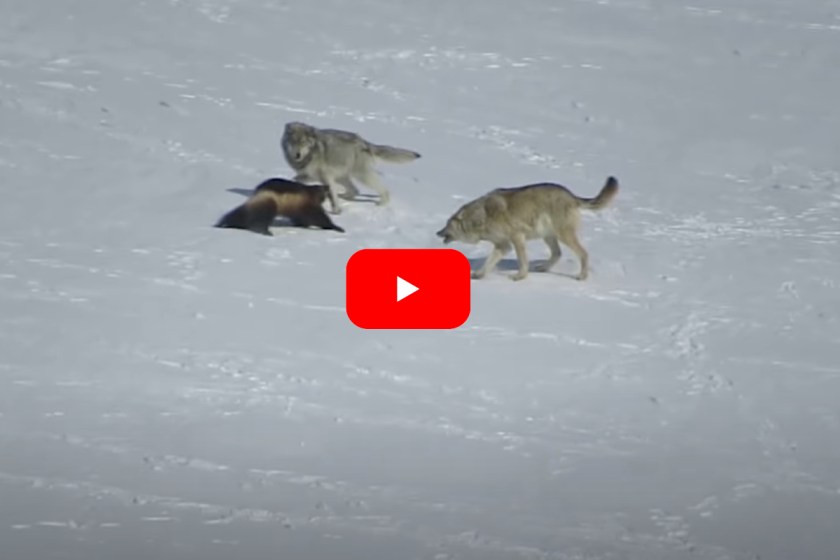 Two Wolves Attack a Wolverine With a 'Divide and Conquer' Approach ...