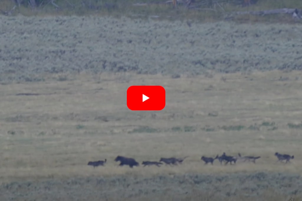 Yellowstone Grizzly Takes on 20 Wolves in Battle Over Bison Carcass ...