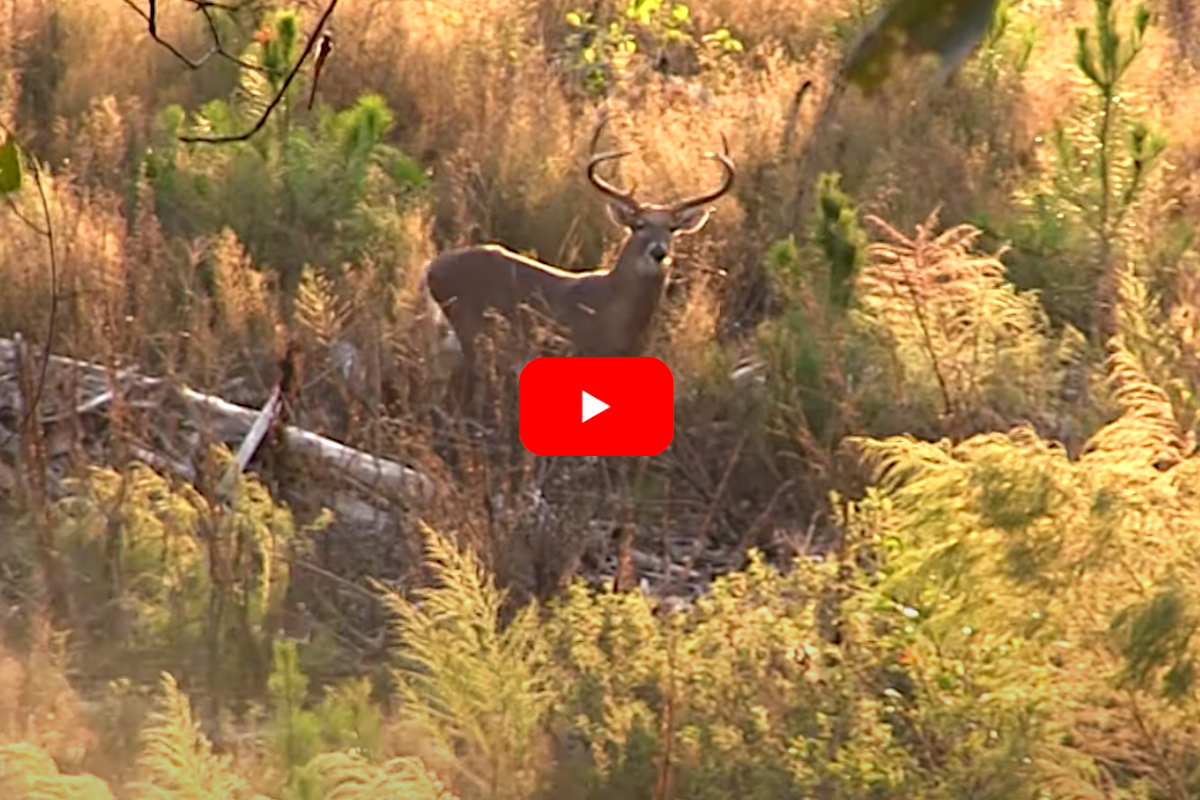 Hunter Downs Giant Georgia 6-Pointer With Perfectly Placed Shot - Wide ...