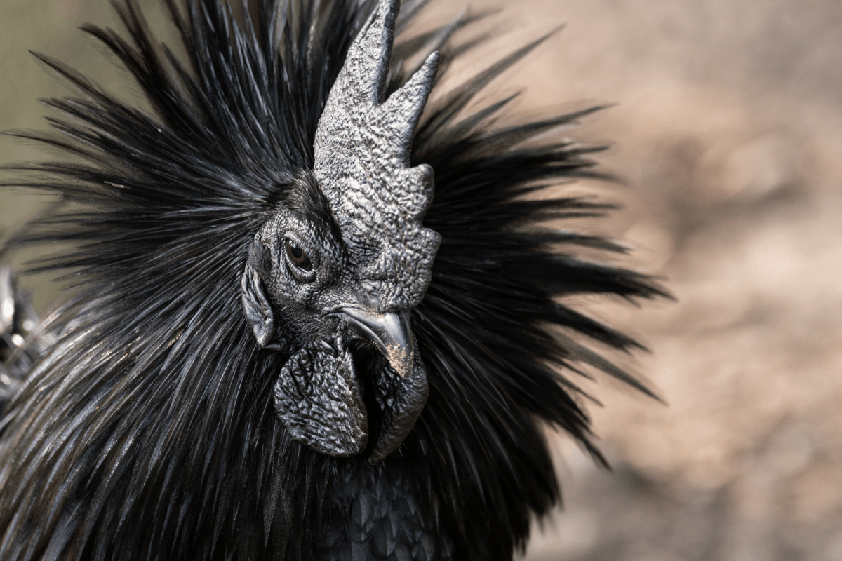 The Ayam Cemani: "Lamborghini of Poultry" Facts, Care & Egg Color
