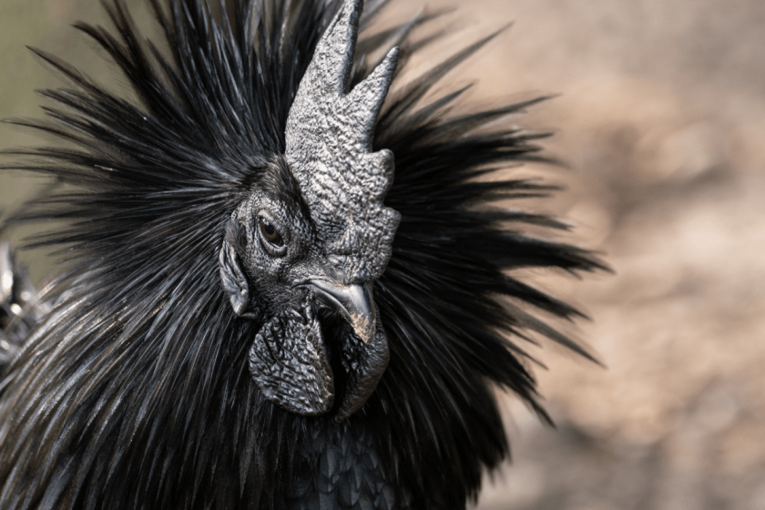 The Ayam Cemani: "Lamborghini of Poultry" Facts, Care & Egg Color