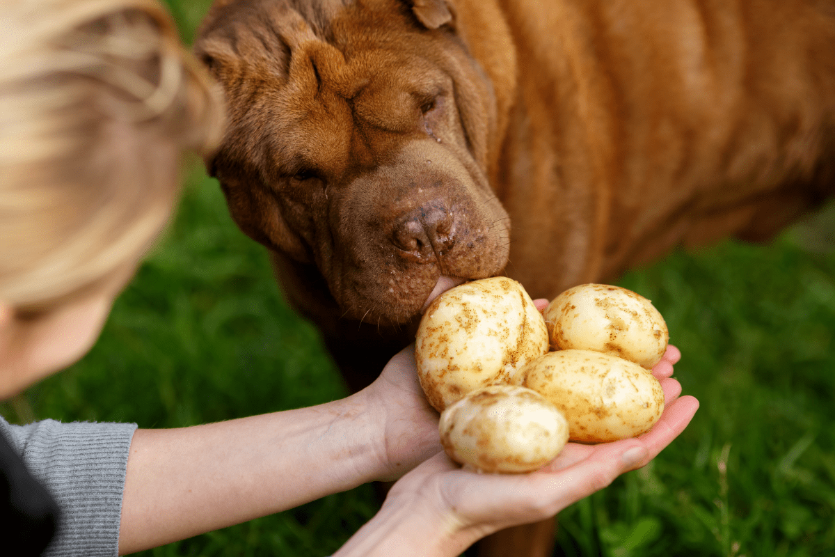The Best Potatoes Dogs Can Eat + What To Owners Want to Avoid