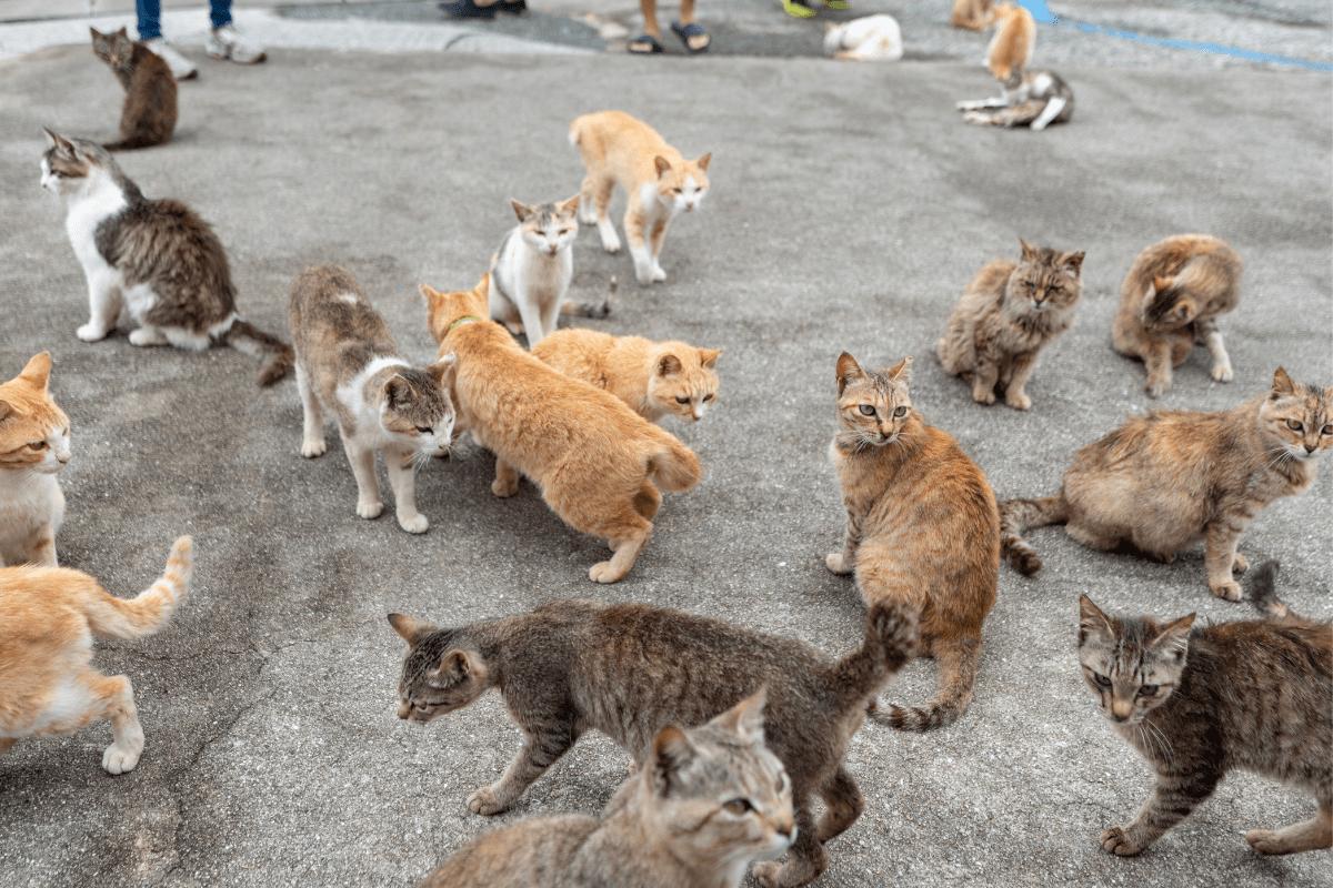 The 11 "Cat Islands" of Japan, Each Cuddlier Than the Next
