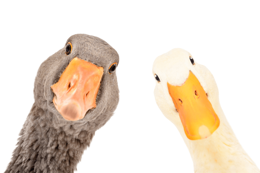 Duck vs. Goose: Breaking Down Differences in Size, Diet and Sounds