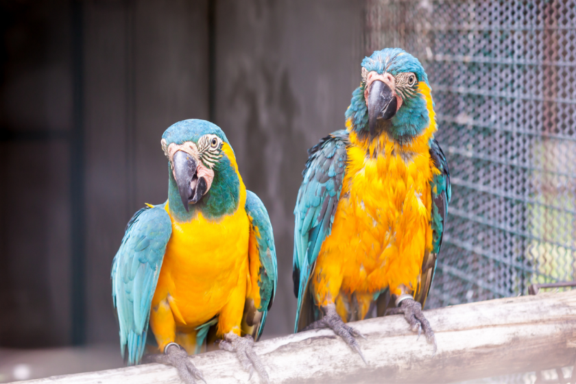 10 Endangered Birds of the World That Need Our Help to Survive