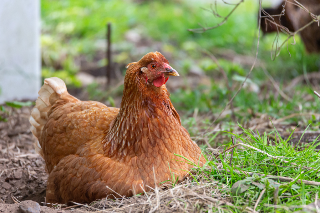 Golden Comet Chickens: Breed Facts, Coloration and Egg Laying