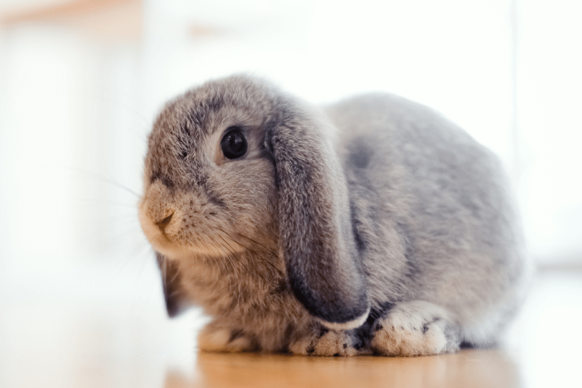 Holland Lop: Care & Color Facts on The Netherlands' Tiny Friend