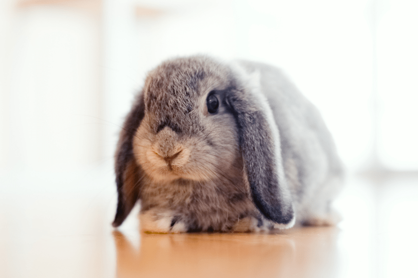 37 Rabbit Puns & Jokes For All Your "Hopping" Good Times