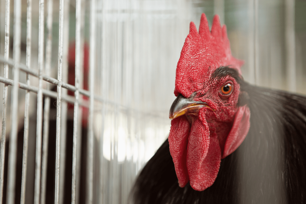 Jersey Giant Chickens: Little Chicks, Big Name - Wide Open Spaces