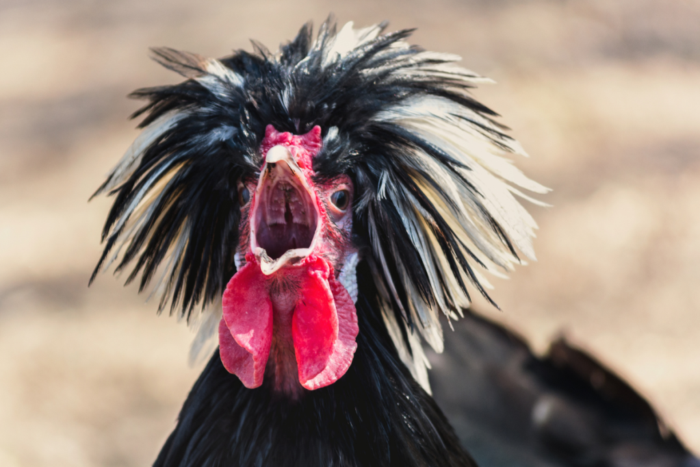 Polish Chickens: Facts About The Chicken With a Rockin’ 70’s Hairstyle