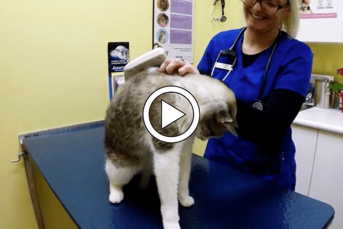 Stella the Four-Eared Cat Loves Her Vet Exam & Is An Inspiration For All