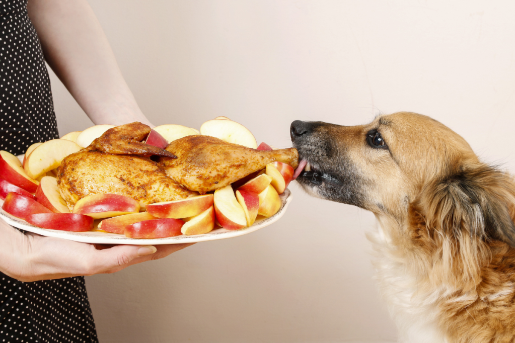 Thanksgiving & Dogs: 5 Popular Foods Your Pup Can (And Can't) Share