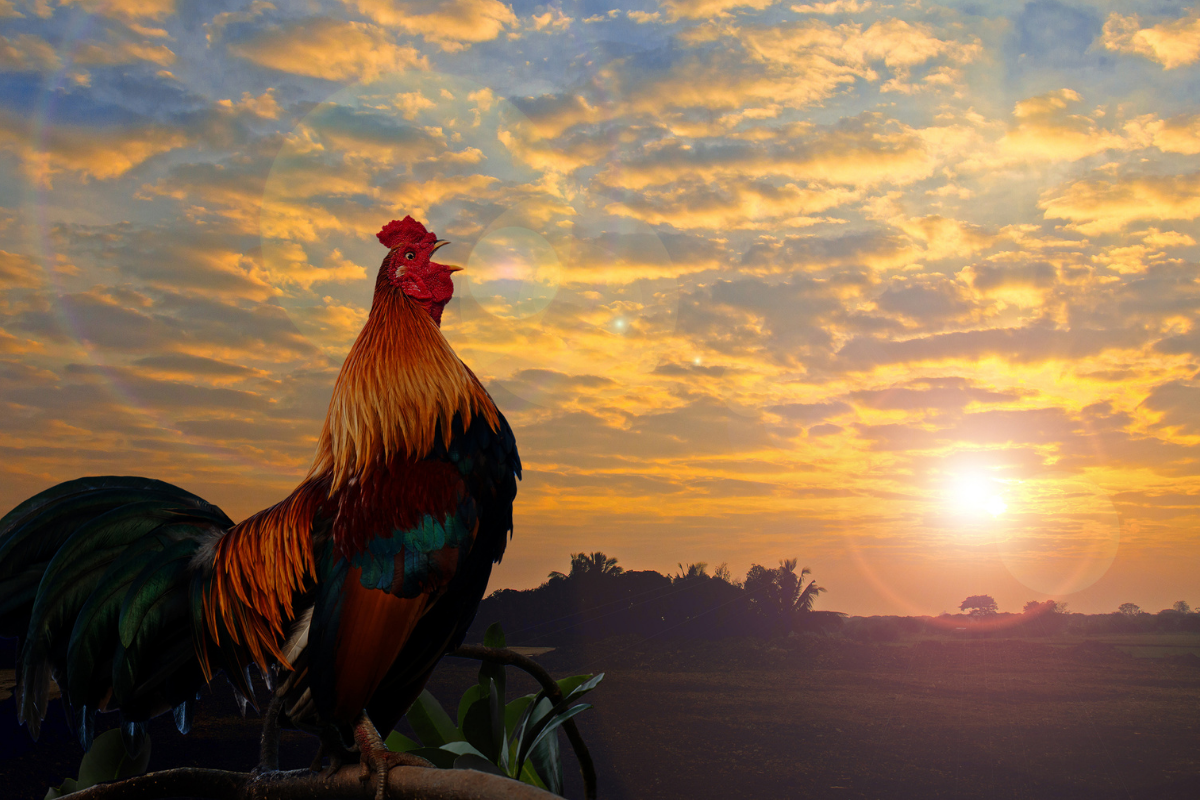Why Do Roosters Crow? The Science Behind Every Farm's Alarm Clock