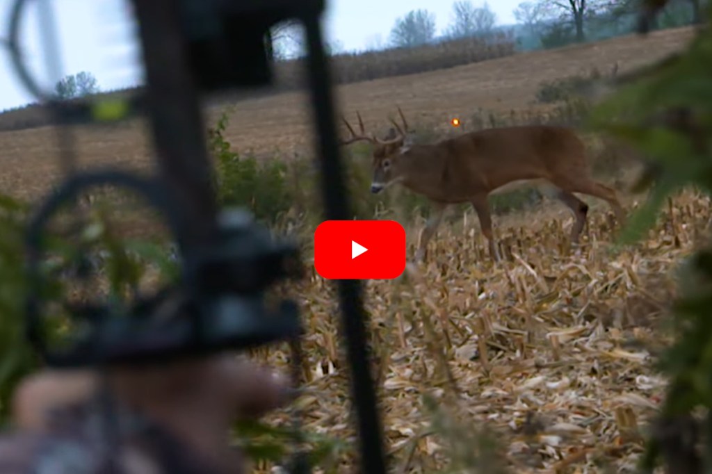 Kerrie Wells Makes Great Shot on Big Buck From the Ground - Wide Open ...