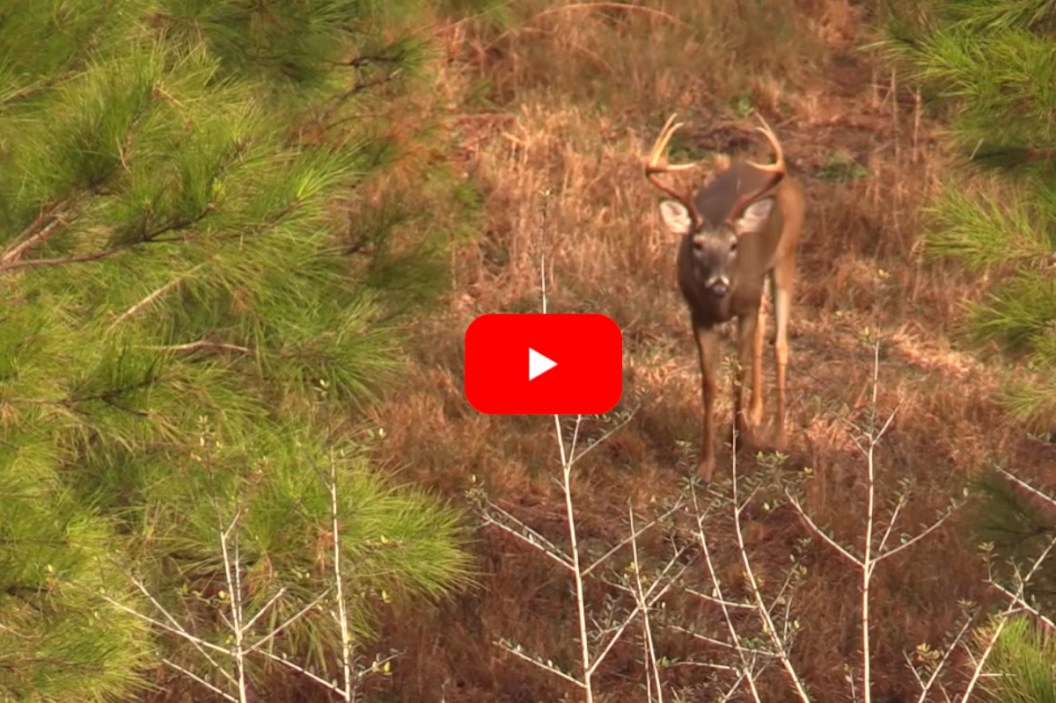 Georgia Hunter Downs Nice Buck and Sow Feral Hog in Same Hunt - Wide ...