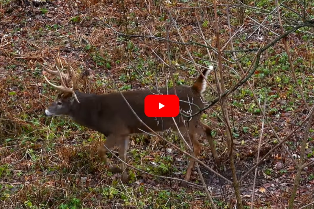 Lucky Hunter Bags Massive Drop Tine Buck on Video in Indiana - Wide ...
