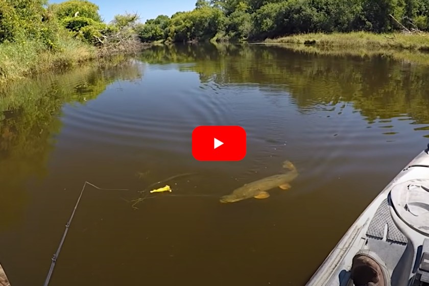 Kayak Angler Uses Duck Lure to Trigger Awesome Northern Pike Topwater ...