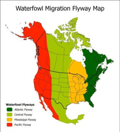 Understanding Migratory Bird Flyways and How to Hunt Them - Wide Open ...