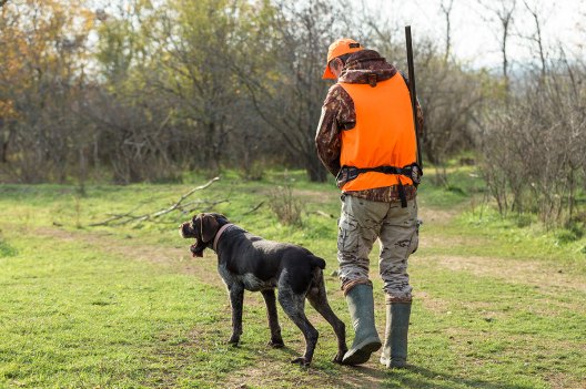 Finished Gun Dog: How to Know Your Pup is Ready for the Field - Wide ...