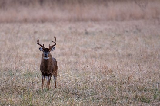 Tree Saddle Hunting: What is It That Makes It Work? - Wide Open Spaces