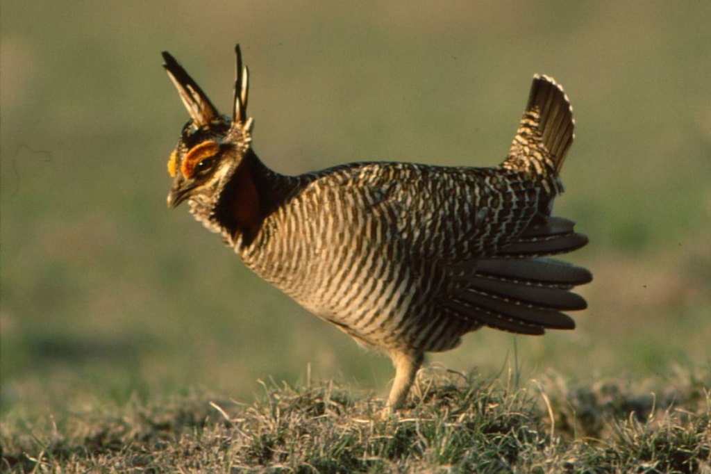 Lesser Prairie-Chicken: Range, Status, and Their Incredible Calls ...
