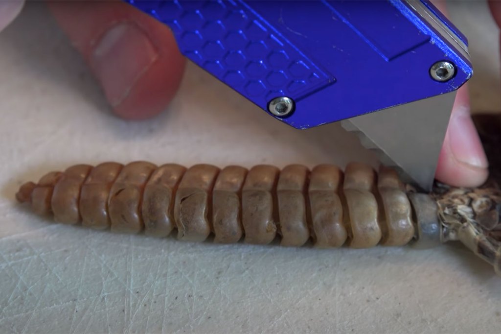 These Guys Set Out to Find What's Inside a Rattlesnake's Rattle