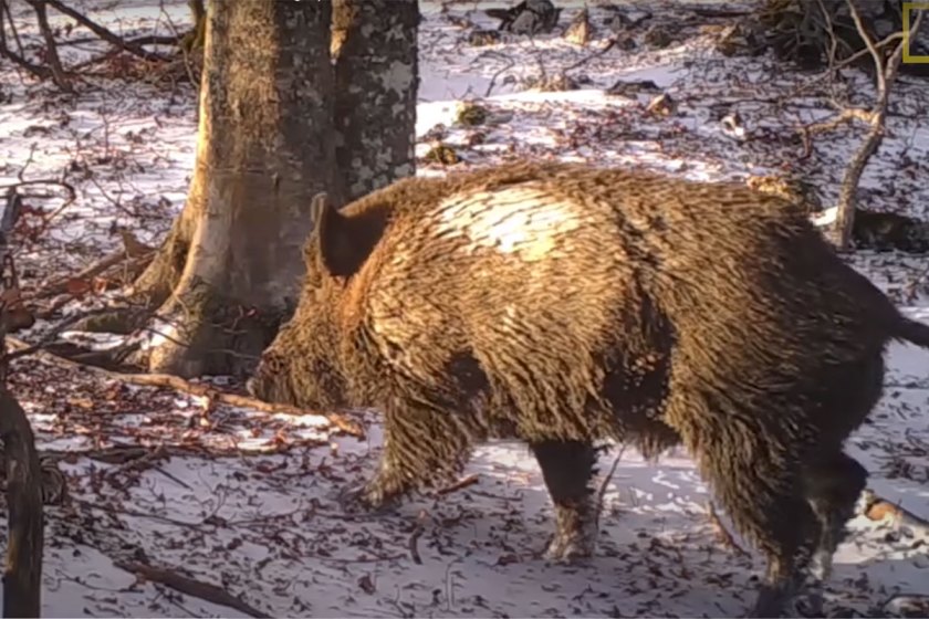 Compilation of One Tree in the Forest Shows Parade of Animal Visitors ...