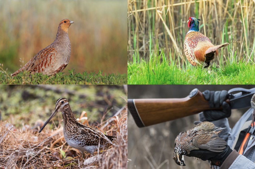 All the Upland Game Birds You Can Hunt in America - Wide Open Spaces