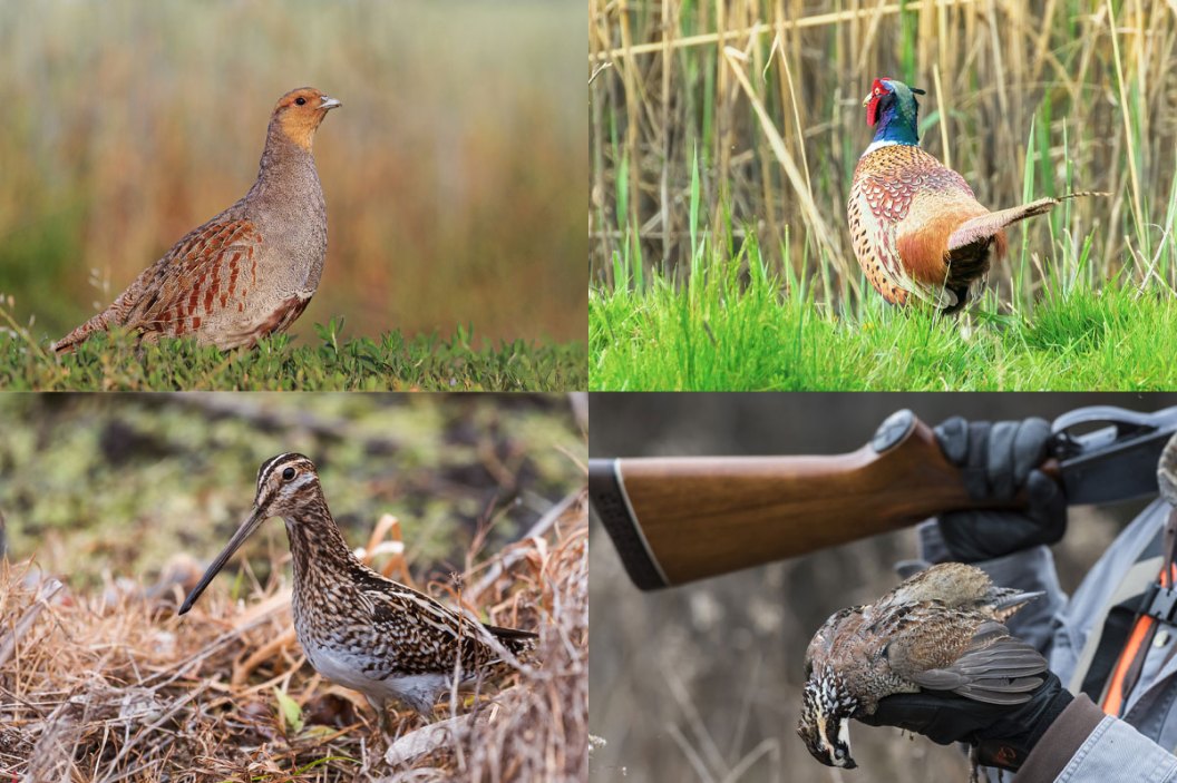 Snipe Hunting 101: How to Find and Harvest This Unique Bird