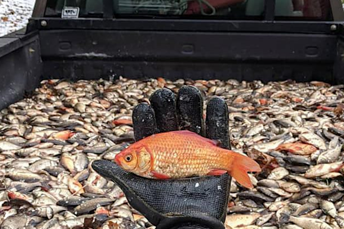 This Epic Aquarium is an Indoor Stream