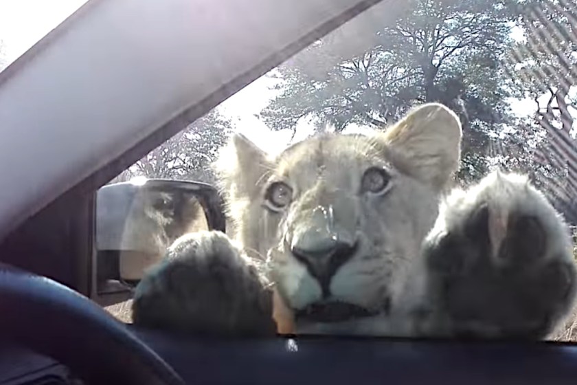 Curious Young Lion Says Hello to Tourists Inside Their Car - Wide Open ...