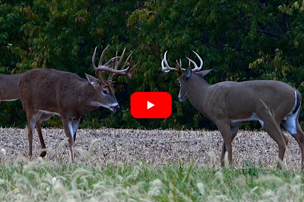 Monster 21-Point Iowa Buck Annihilates Hunter's Decoy Seconds Before ...