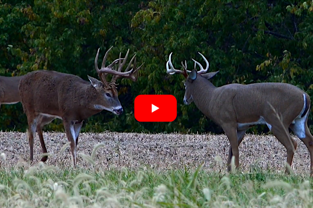 Monster 21-Point Iowa Buck Annihilates Hunter's Decoy Seconds Before ...