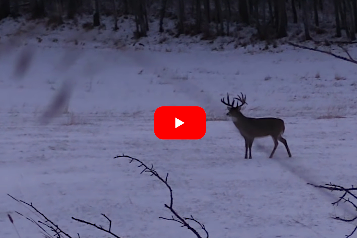 Hunter Connects on 185-Inch Monster Buck With Shooting Light Running ...