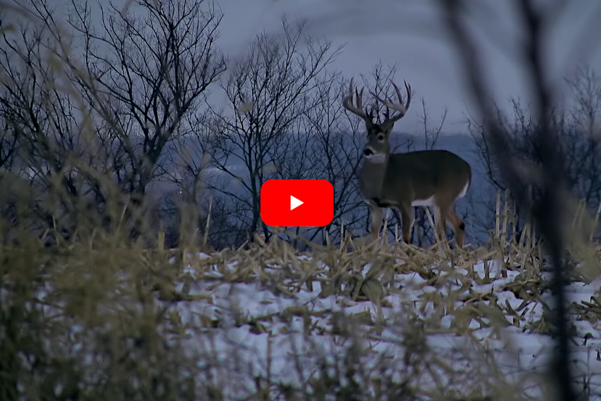 Hunter Connects on 185-Inch Monster Buck With Shooting Light Running ...