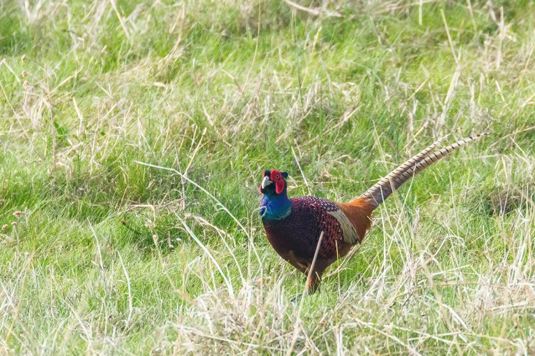 Pheasant Hunting: The Ins and Outs for the Uninitiated