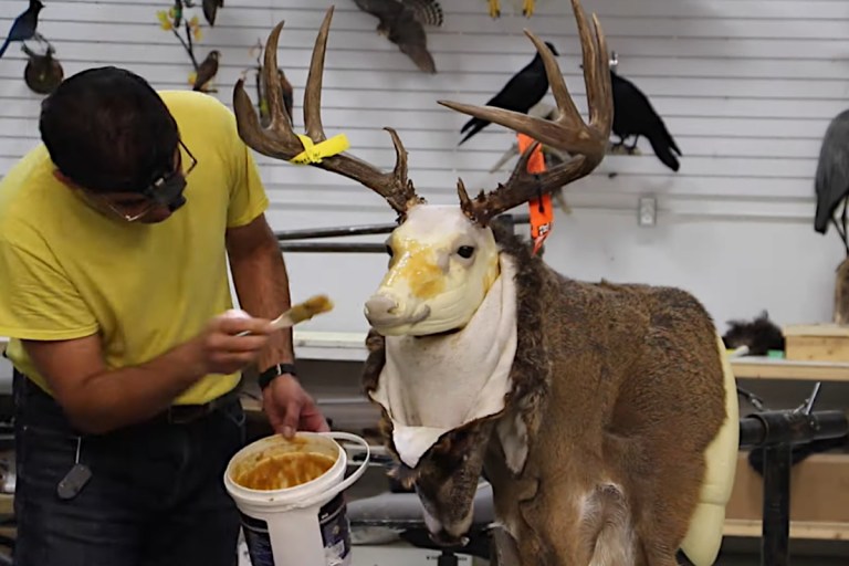 Taxidermist's Time Lapse Shows the Process of Mounting a Deer From Start to Finish - Wide Open ...