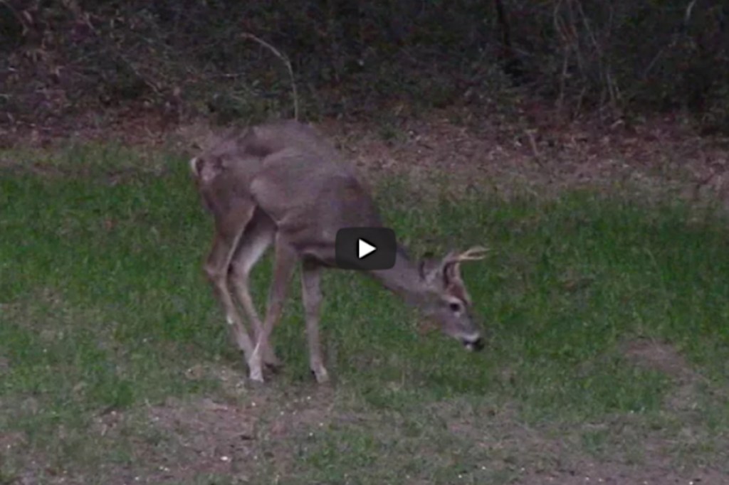 Deer Lands Feet From Hunter, Making for an Easy Buck Recovery - Wide ...