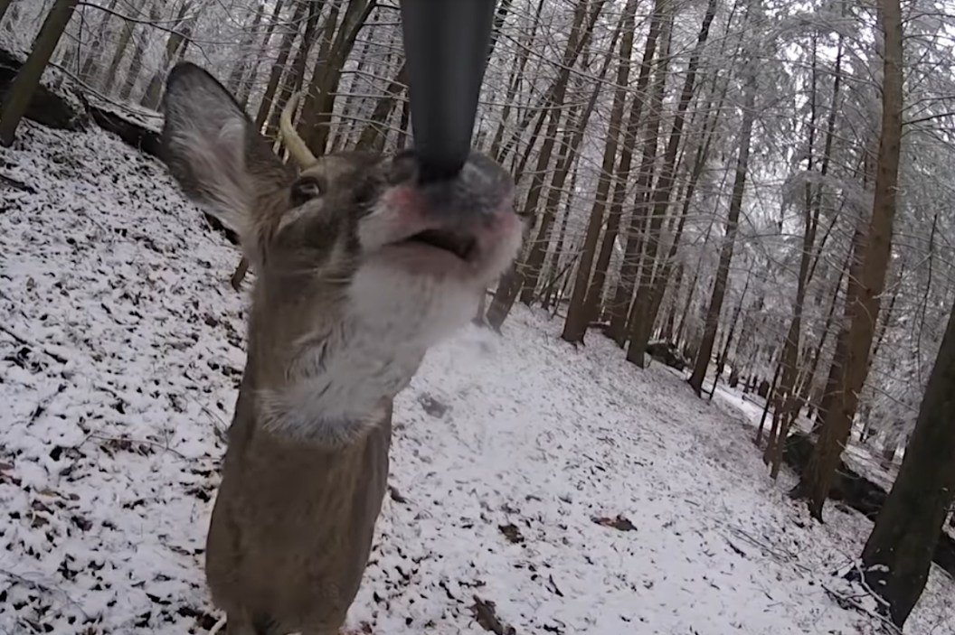 Curious Young Buck Puts His Nose Right on Hunter's Gun Barrel - Wide ...