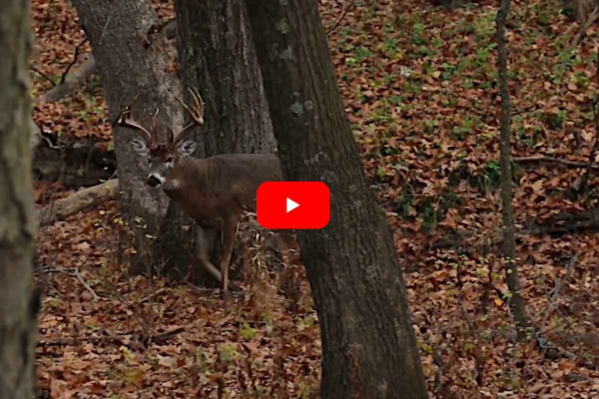 Hunter Draws 200-Inch Iowa Buck in For the Shot With a Snort Wheeze ...