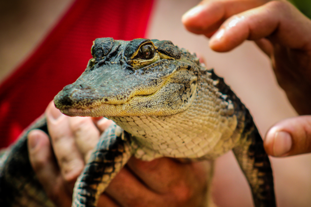 Alligators as Pets: Why These Natural Predators Shouldn't Be Caged