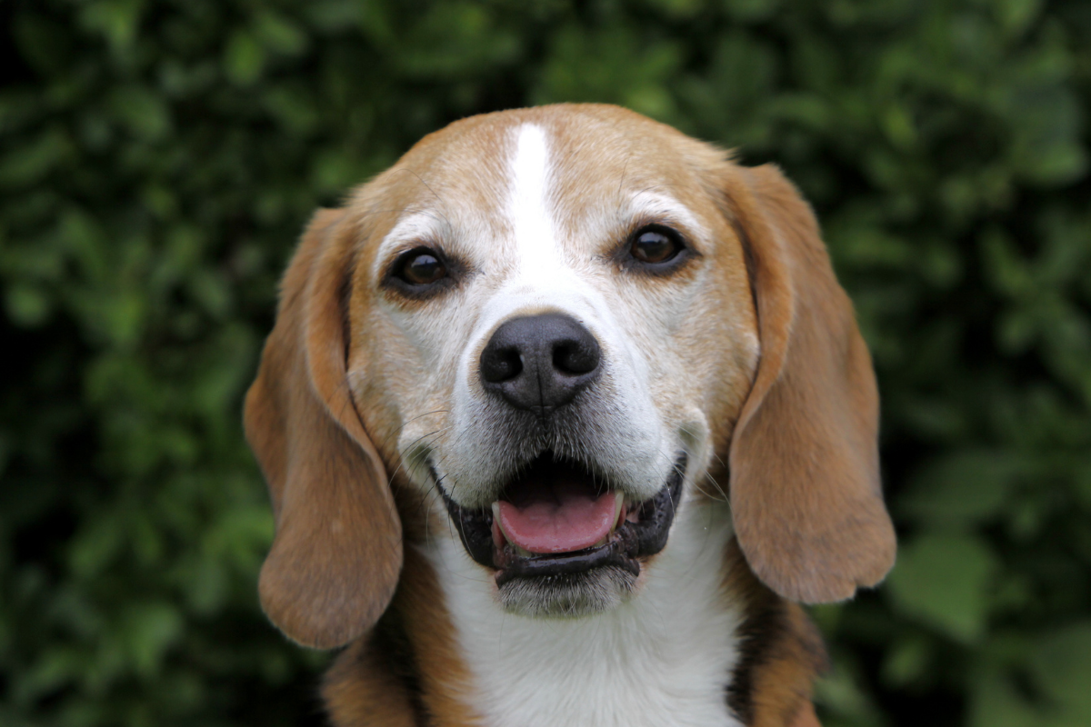 American Foxhound: A Truly American Dog Perfect for That Hunting Life