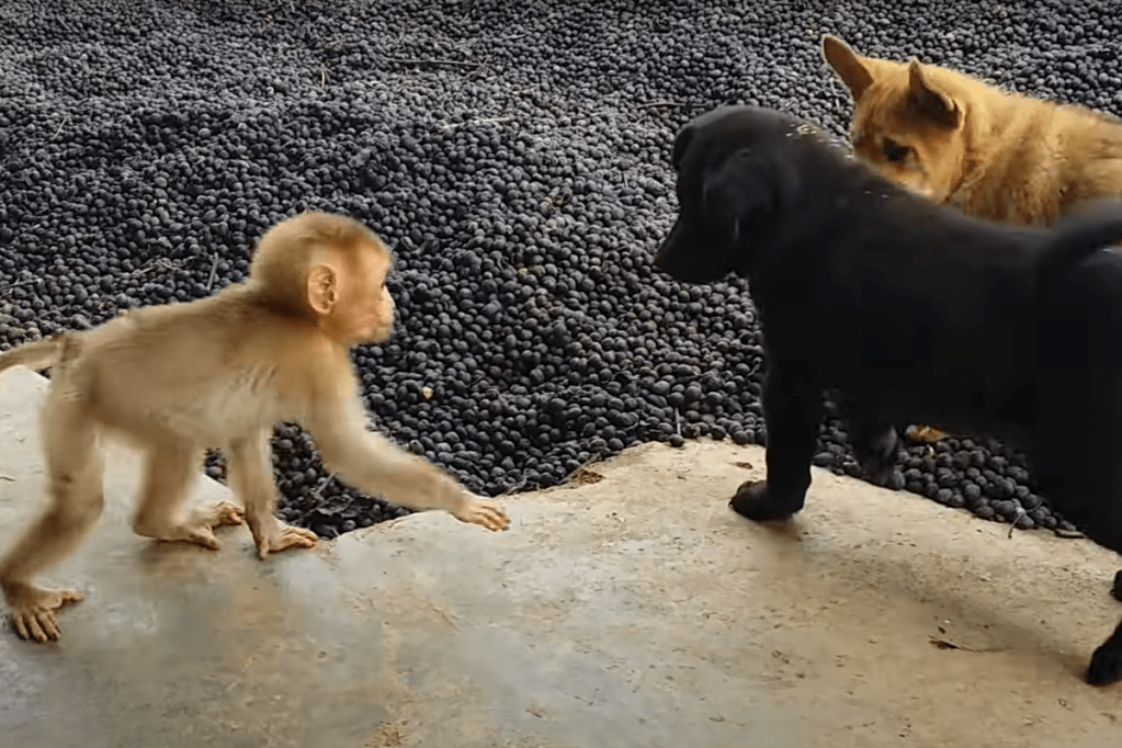 Baby Monkey Plays With Puppies in Explosion of Adorableness [VIDEO]