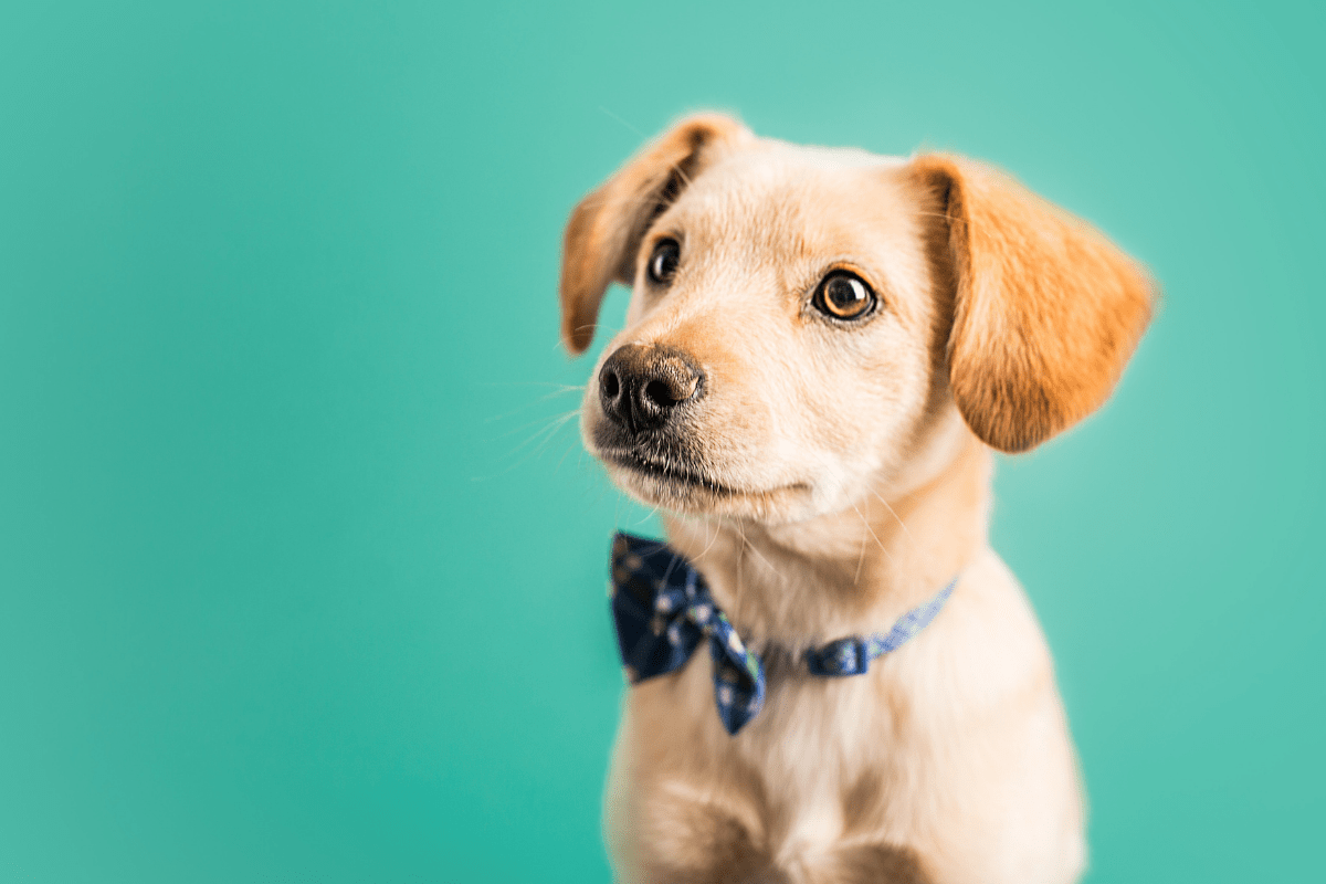 45 Boy Dog Names, Because All Boys Are Good Boys