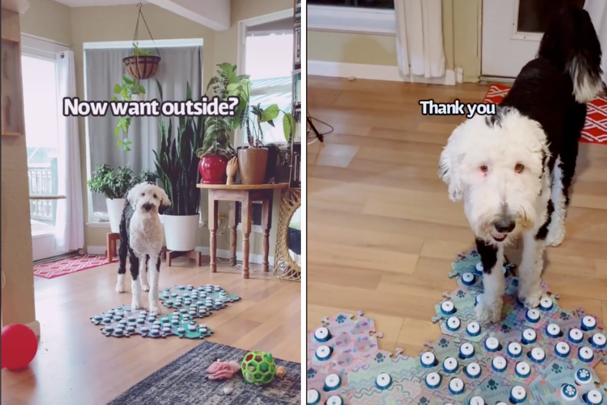 Bunny The Dog Talks, Leaving Everyone (Including Scientists) Speechless