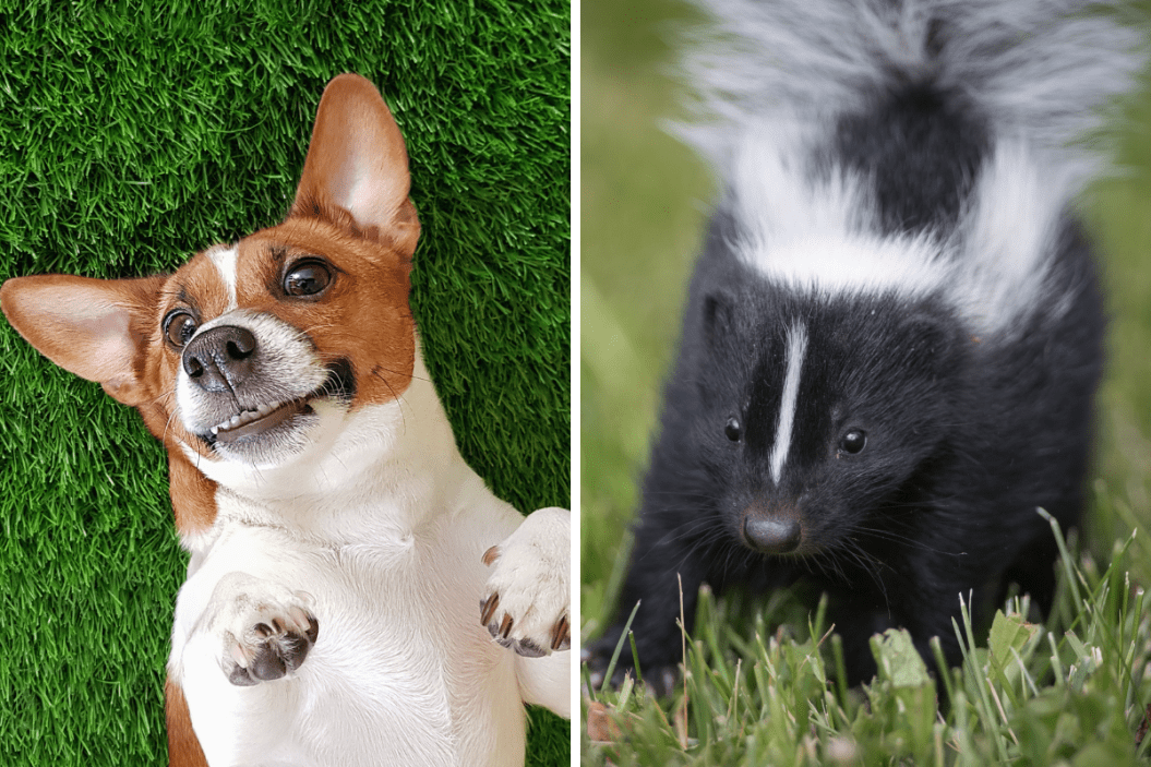 Dog Sprayed by a Skunk? How to Quickly De-Skunk At Home