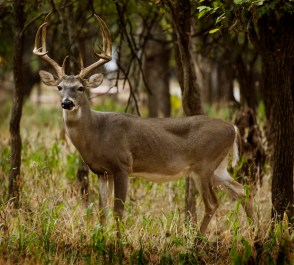 Deer Vitals: How to Identify and Aim for the Right Spot on a Deer
